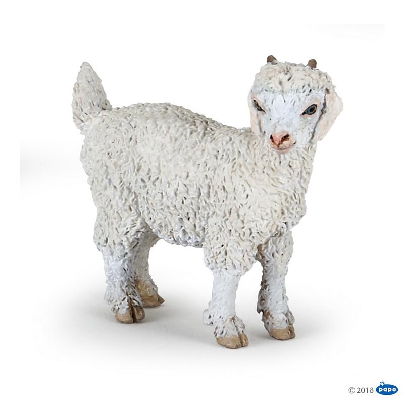 Kolli: 5 Young angora goat